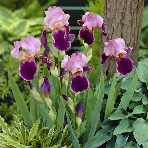 Iris Germanica Wine And Roses Hageiris 1 Rot Stort Utvalg Frø Og Løk