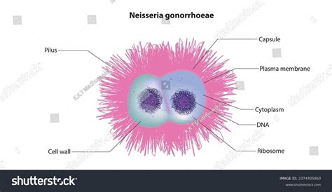 Biological Illustration Neisseria Gonorrhoeae Structure Stock Vector
