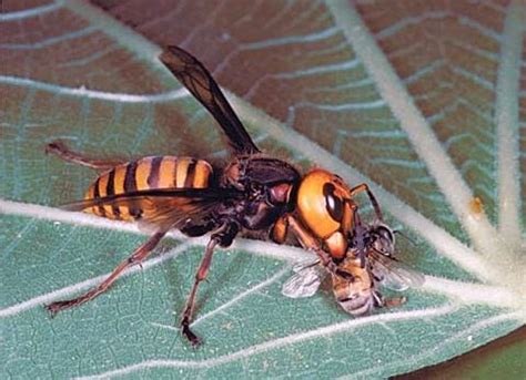 Núcleo De Proteção Ambiental Npa Vespa Mandarina