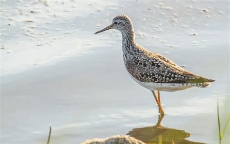 18 Shorebirds Complete Guide To Types Habitat Behavior And