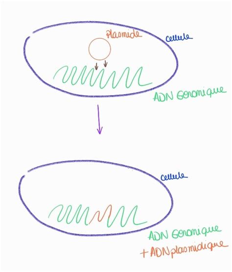 Intégration Adn Plasmide Dans Génome Cellules Ue811 Recherche