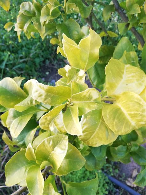 Lemon Tree Leaves Yellow Around Fruit And Fruit Deformation Rcitrus