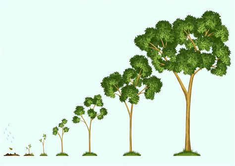 Etapas De Crecimiento Del árbol A Partir De La Semilla Riego De Las