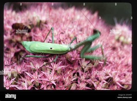 A Close Up Of A Praying Mantis Perched On A Cluster Of Pink Flowers