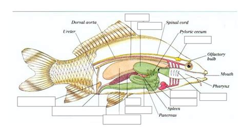Yellow Perch Anatomy