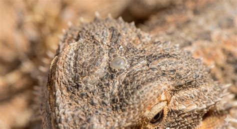 Bearded Dragons Third Eye 7 Amazing Secrets
