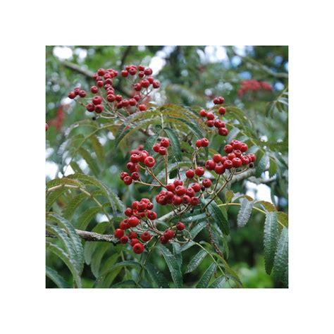 Sorbus Chinese Lace Cut Leaf Rowan