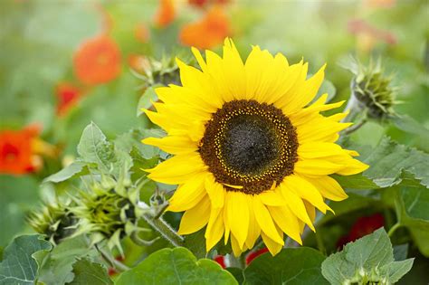 What Does The Sunflower Plant Look Like