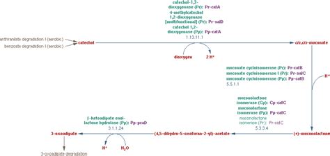Ssgcid Pathways Catechol Ortho Cleavage Pwy