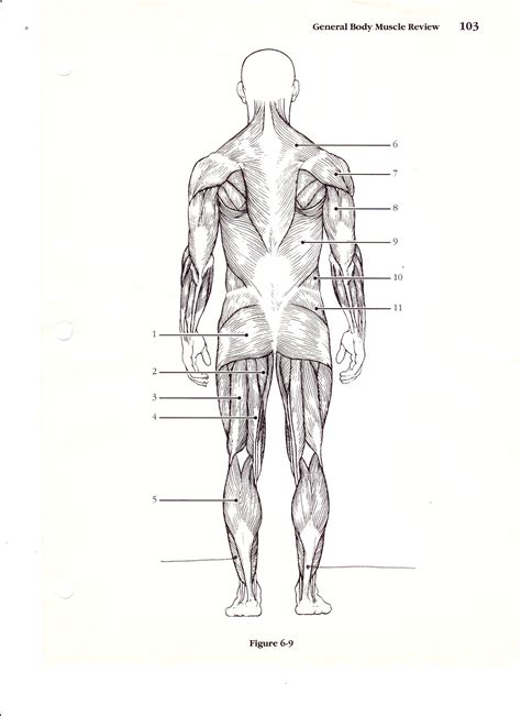 Worksheet Printable Blank Muscle Diagram