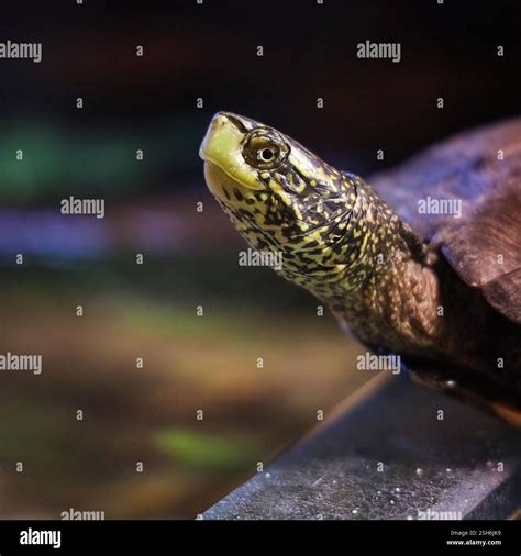 Turtle Facing Forward A Frontal View Of A Turtle With A Textured Shell And Detailed Facial