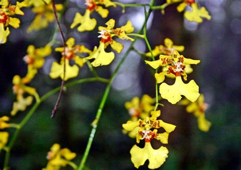 Lluvia De Oro Beautiful Flowers Orchids Flowers