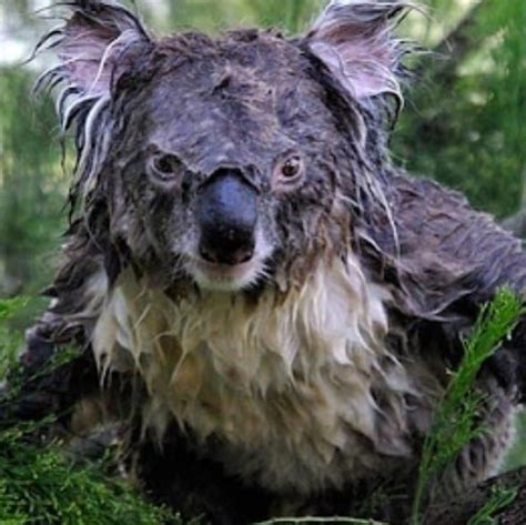 Wet Koala