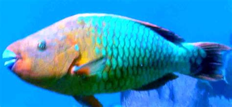 Fish And Shellfish Rainbow Parrotfish