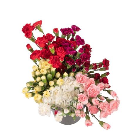Mini Carnation Assorted Colors Potomac Floral Wholesale