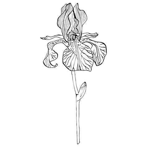 Images De Dessin Iris Fleur Téléchargement Gratuit Sur Freepik