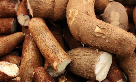 Cassava Market Booms As Chitambo Processing Plant Opens Chitambo District… Zambian Business