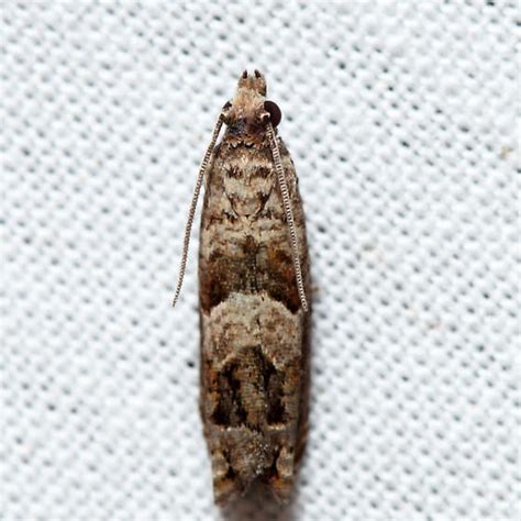 Tortricid Bugguidenet