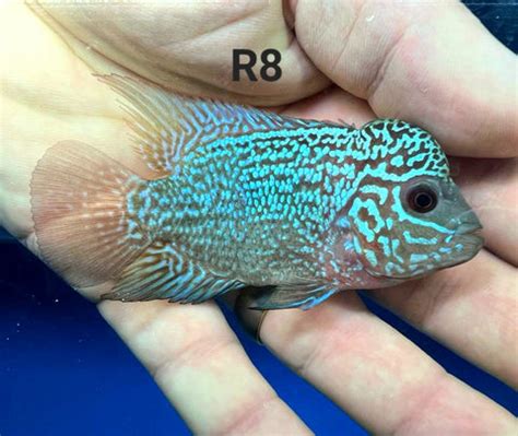 Kamfa Flowerhorn Cichlid Cichlasoma Sp Predatory Fins