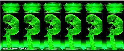 Uncanny Objects In The Anthropocene Symposium Katherine Cooper Art