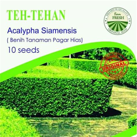 Jual Teh Tehan Acalypha Siamensis Isi 10 Biji Shopee Indonesia