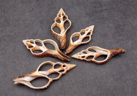 Center Cut Fox Shells 5 Shells Approx 2 Inches Natural Seashells