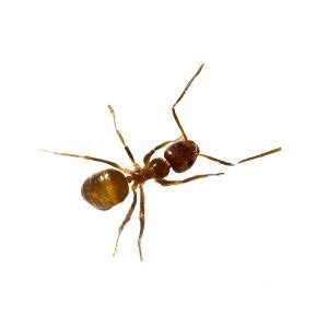 Ant Identification Library Identify Common Ants In Georgia