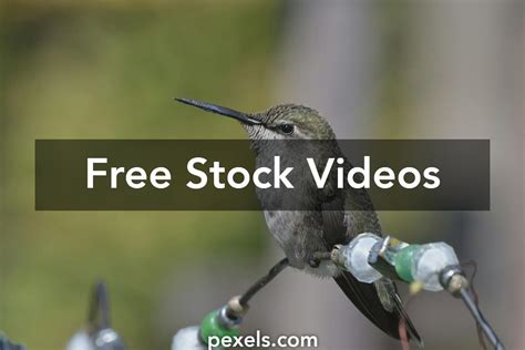 Tinytightpussies Videos Download The Best Free 4k Stock Video Footage And Tinytightpussies Hd