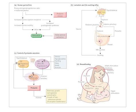 Breastfeeding Hormones Side Effects Breastfeeding Essentials