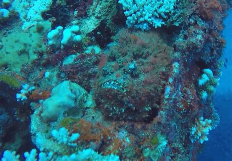 Deadly Stone Fish That Is Hard To Spot
