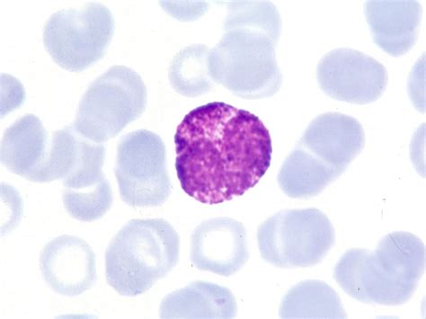 Monocyte Histology