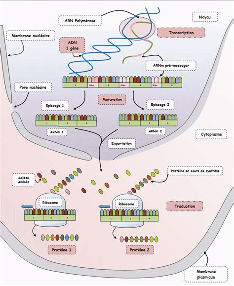 Arn Messager Transcription Bmp Watch