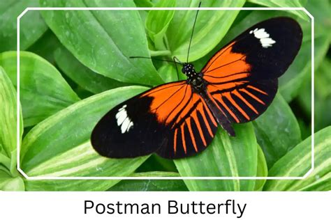 Postman Butterfly A Small Postman Butterfly Perched On A Leaf