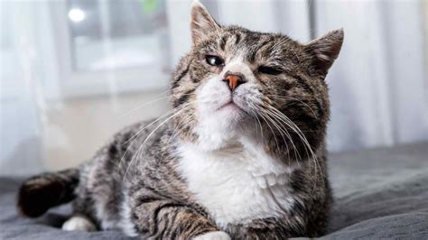 10 Signs Your Cat Is Aging Petmd