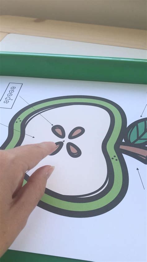 Discover 130 The Apple Pie Tree And Apple Activities Ideas Apple Preschool Apple Theme Apple