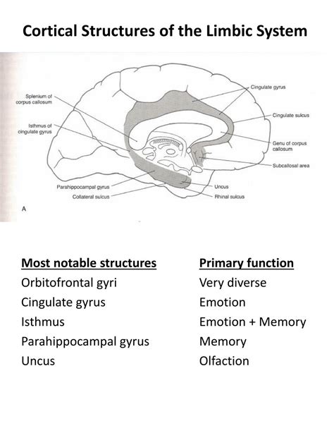 Ppt Cortical Structures Of The Limbic System Powerpoint Presentation Id 2194250