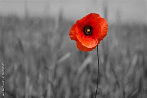 World War Remembrance Day Red Poppy Is Symbol Of Remembrance To Those