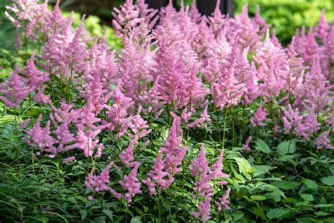 12 Low Maintenance Perennial Plants For Your Garden