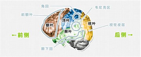 脑锻炼官网 Nintendo Switch 任天堂 腾讯