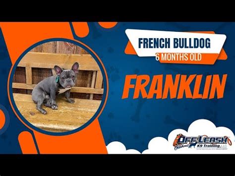 6 Month Old French Bulldog Best Frenchie Dog Training Off Leash K9