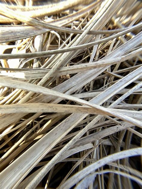 Yellow Withered Grass In Early Spring Close Up Photo Stock Image