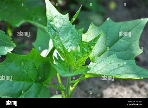 In Nature The Field Grows A Chenopodium Hybridum Chenopodiastrum