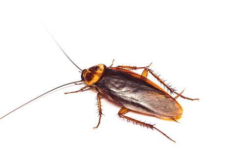 Cockroach Pest Control Services Green Wave Pest Solutions