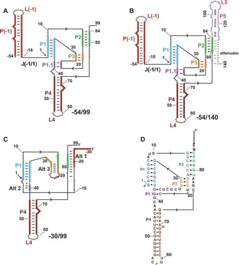 Secondary Structures Present In Hdv Ribozyme Containing Transcripts