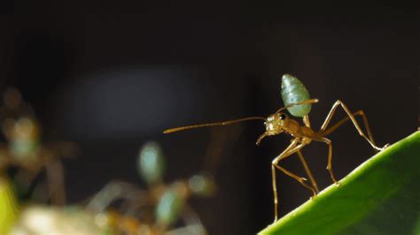 9 Australian Bugs Overview Which Ones Bite And Extra Resources