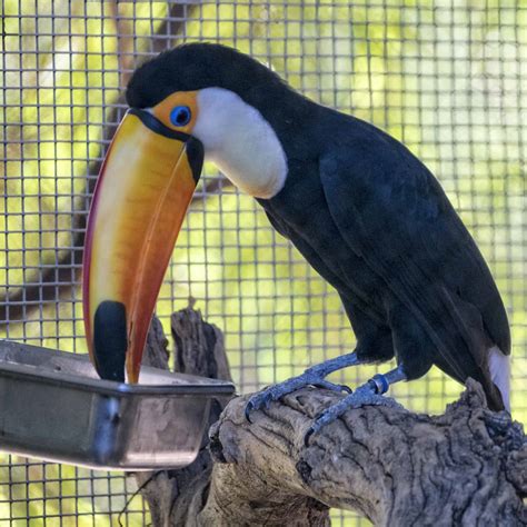 Toco Toucan Phoenix Zoo