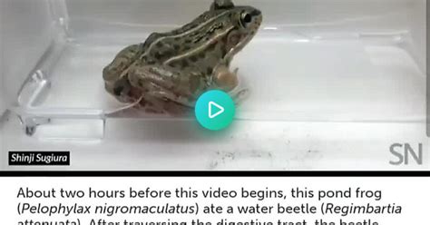 Motivation Post A Beetle Can Survive Ingestion By A Frog And Crawl
