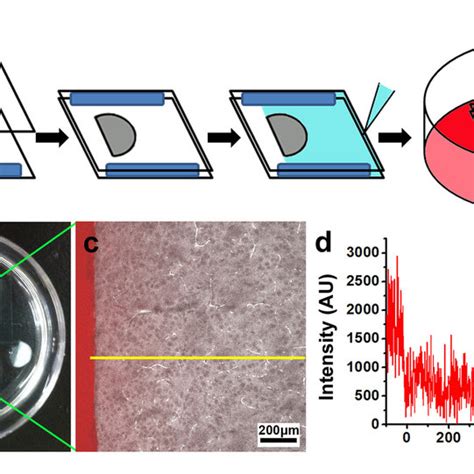 The Experimental Setup For Measuring The Antibody Diffusion