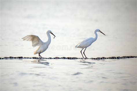 Great Egret Catching Fish From The Sea Stock Image Image Of Fauna