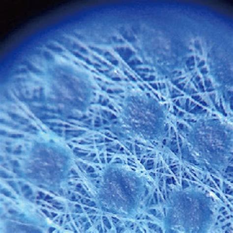 Mini Microscope Pen With Led Light Pouch 100x Mini Led Magnifier